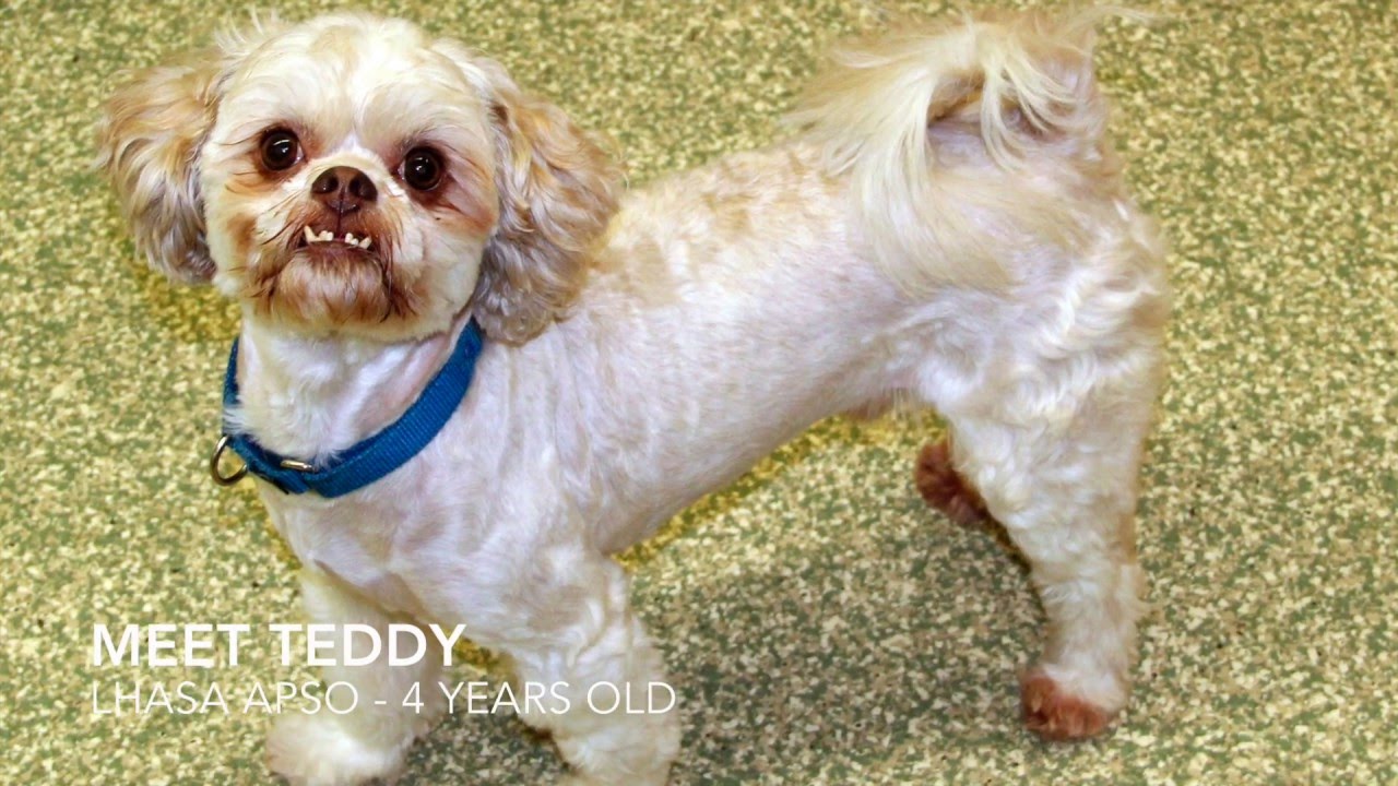 Teddy Adoptable Lhasa Apso at Warwick Animal Shelter in Warwick RI ...