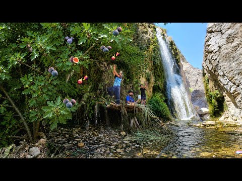 😱 They Risked the Mountain for Wild Figs! | Nomadic Family’s Zagros Adventure 🏔️🌿