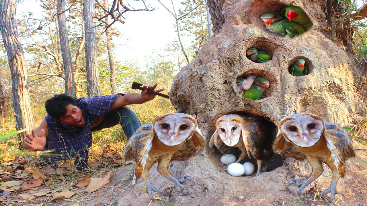 Amazing video !!of a man catching a beautiful bird and many parrots in ...