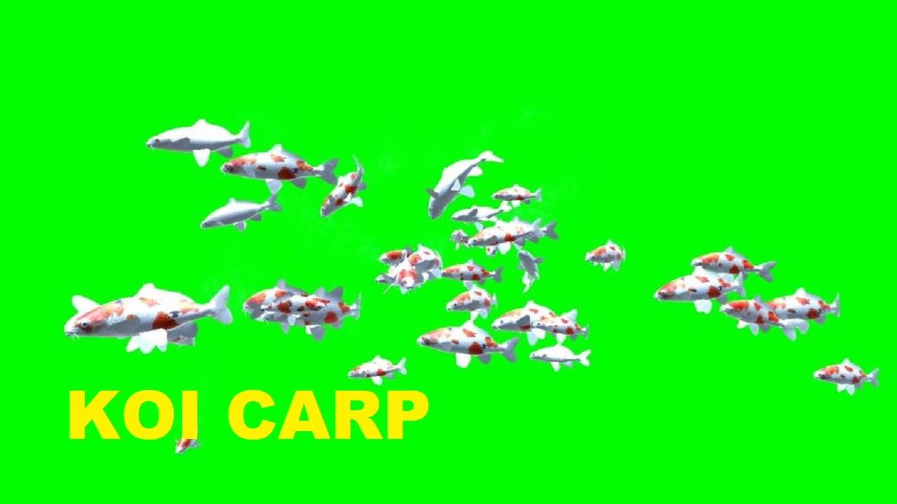 Koi Carp Animated Green Screen - YouTube
