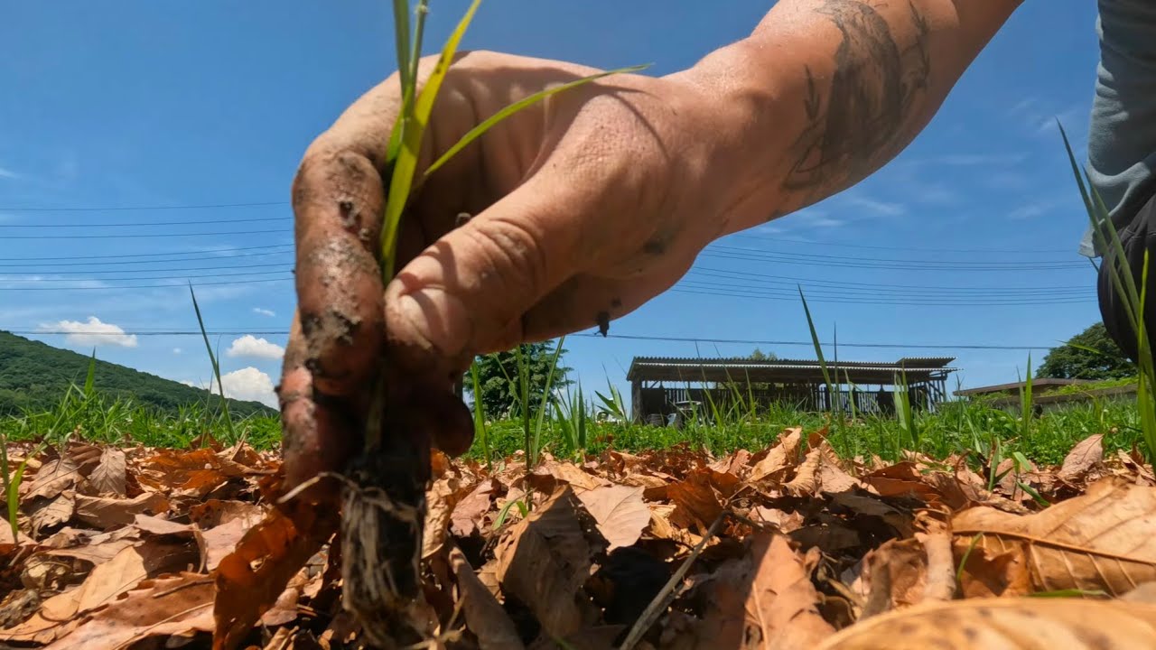 Spring in Saitama - A Short Video of Rice Planting in Japan - YouTube