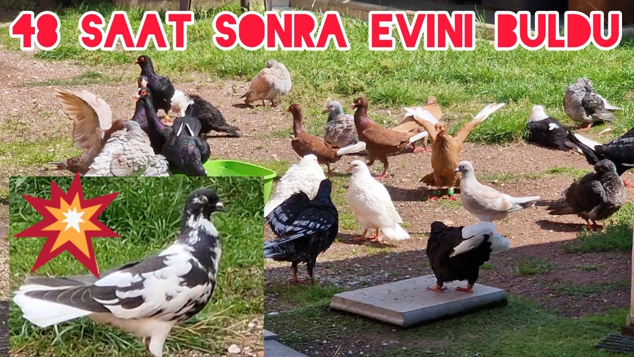 48 saat sonra mutluluk veren supriz alaca gümüşkuyruk güllüispanyol ...