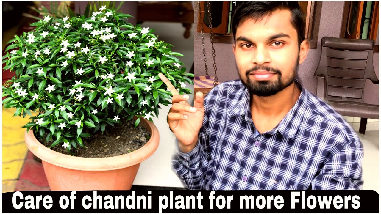 Mini Chandni Plant Care For More Flowers | मिनी चाँदनी के पौधे में ...