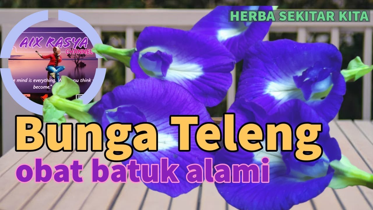 Bunga TELENG obat batuk alami - YouTube