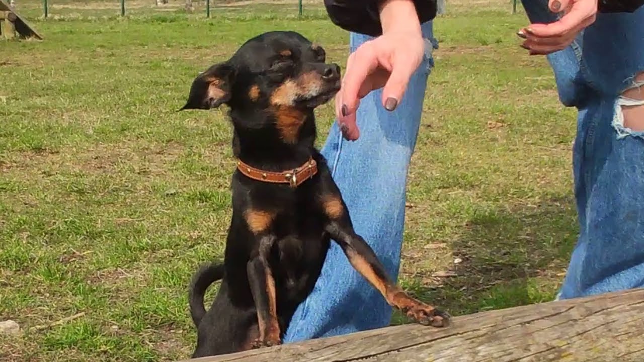 Although it probably comes for a long line of good punting dogs. - YouTube