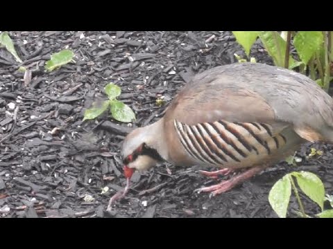 CHUKAR NORTHWEST OHIO - YouTube