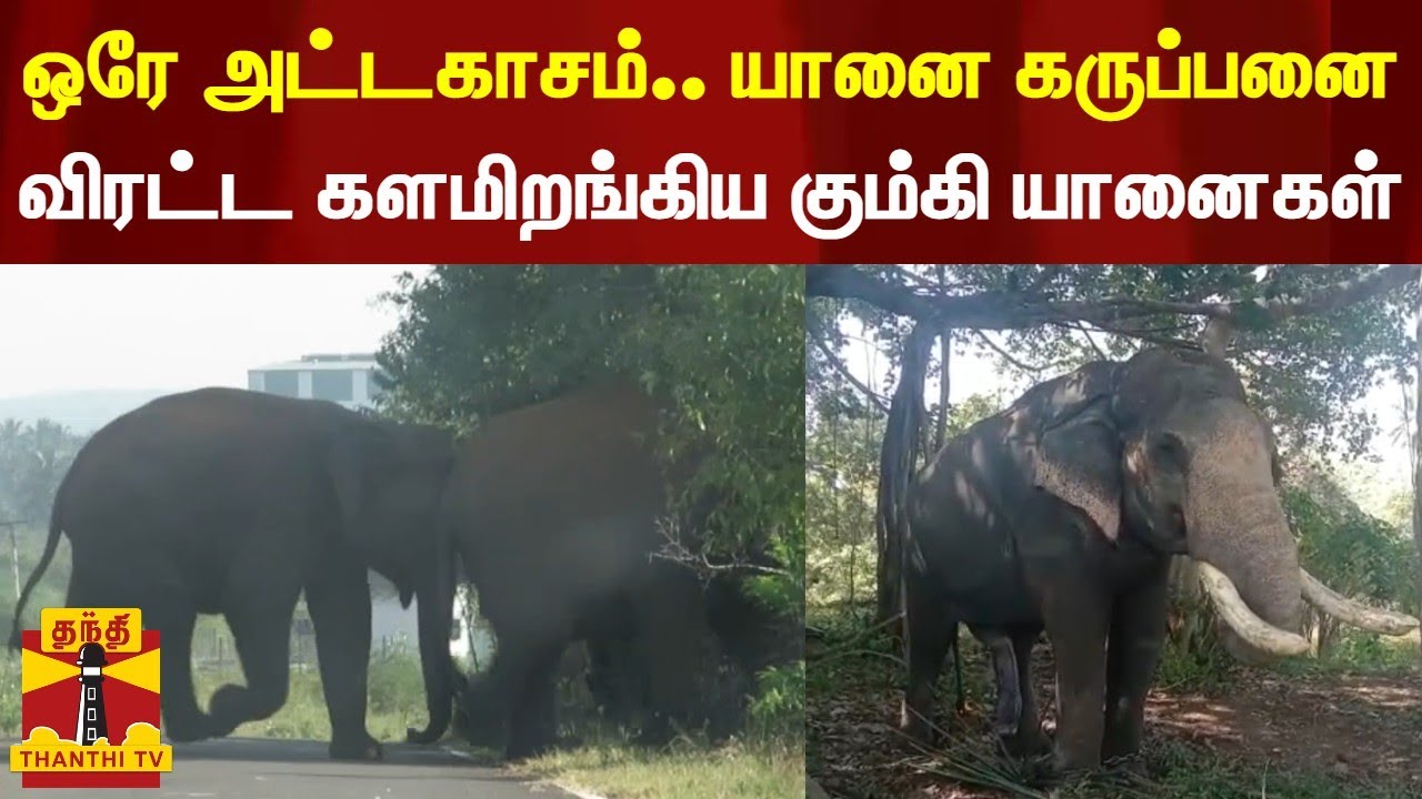 ஒரே அட்டகாசம்.. யானை கருப்பனை விரட்ட களமிறங்கிய கும்கி யானைகள் | erode | elephant | thanthi tv ...