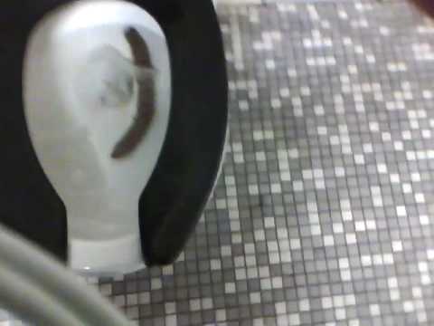 The world's biggest shit. - YouTube