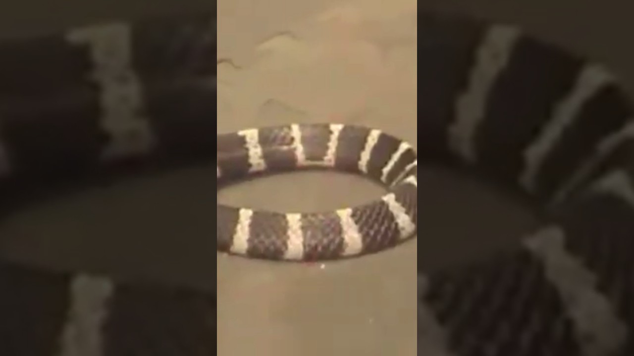 Kaddi Viriyan Pambu | Krait Snake #pambu #kraitsnake #snake - YouTube