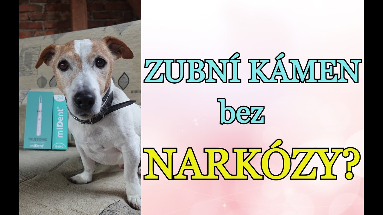 ODSTRANĚNÍ ZUBNÍHO KAMENE U PSŮ BEZ NARKÓZY? Testování produktu ...