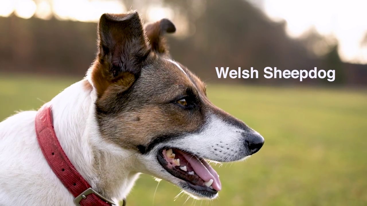 Tia The Welsh Sheepdog - YouTube