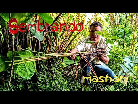 sembrando hojas de mashan - YouTube