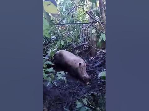 Raja babi hutan perusak tanaman akhirnya terkapar kena jerat - YouTube