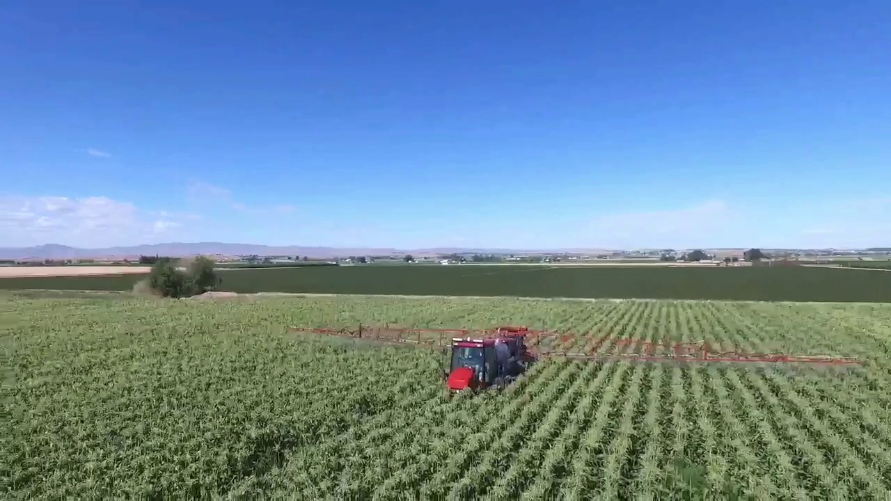 Spraying fresh sweet corn 2016 - YouTube