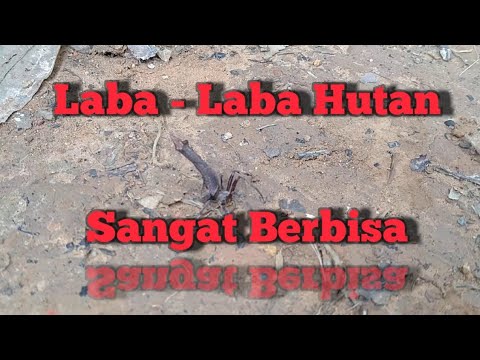 Laba Laba Jerapah, Hewan langka ~ endangered animals - YouTube
