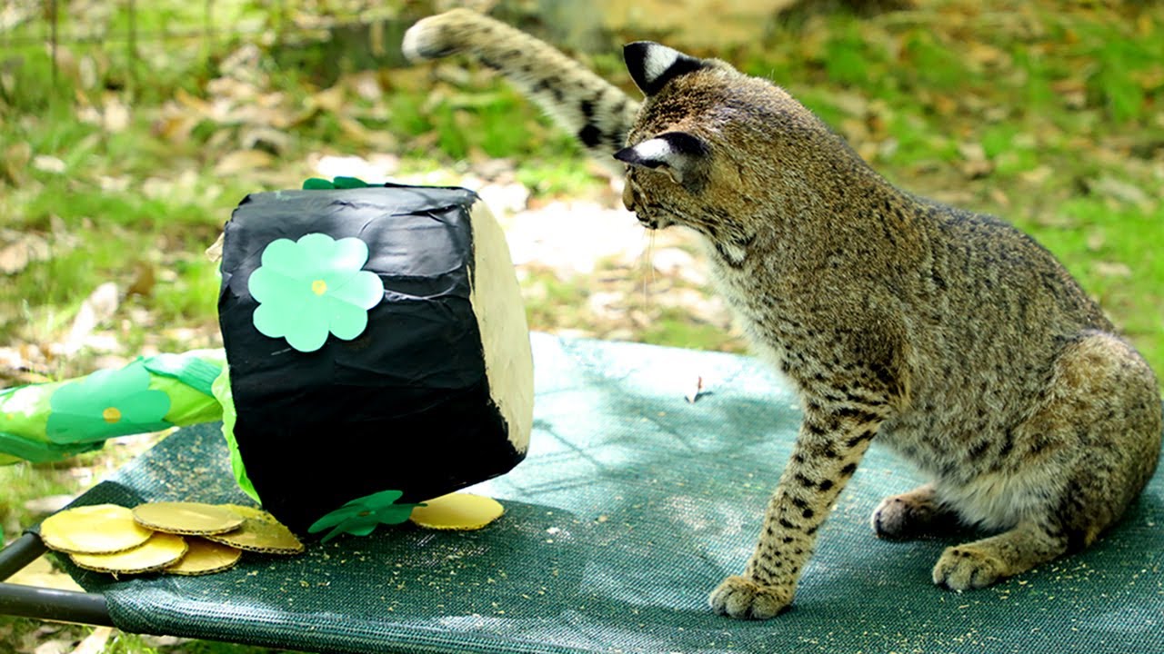 Baby Bobcat Has FUN!! - YouTube
