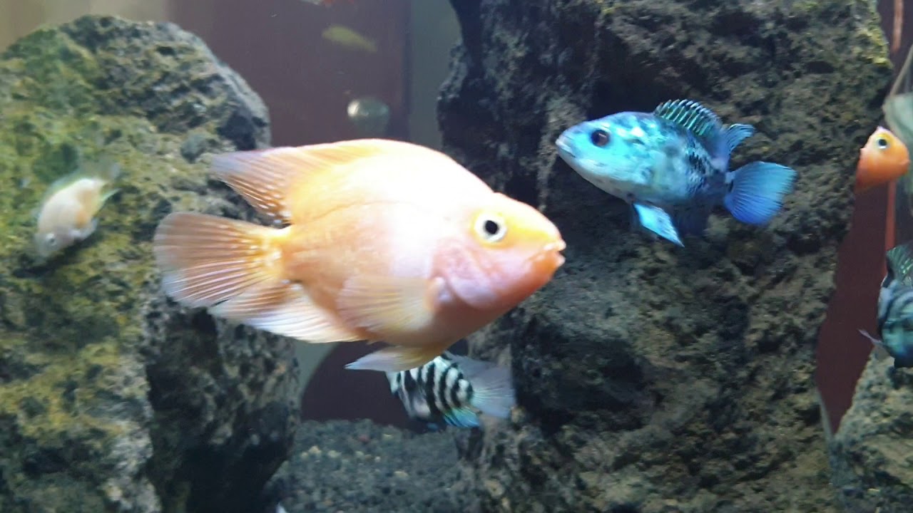 Red Blood, Topie and Tiger Parrot Fish - YouTube