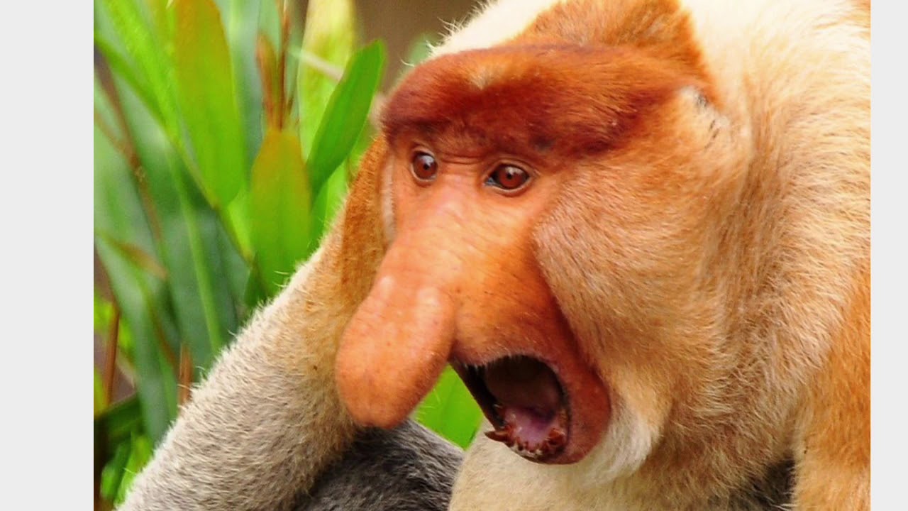 Reportage Sur Les Singes - YouTube