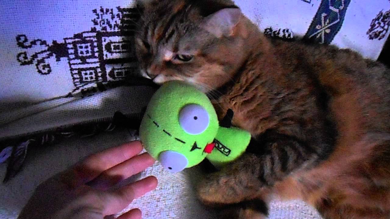 Cutest Ragdoll kitten friend Nut Meg loves GIR - YouTube