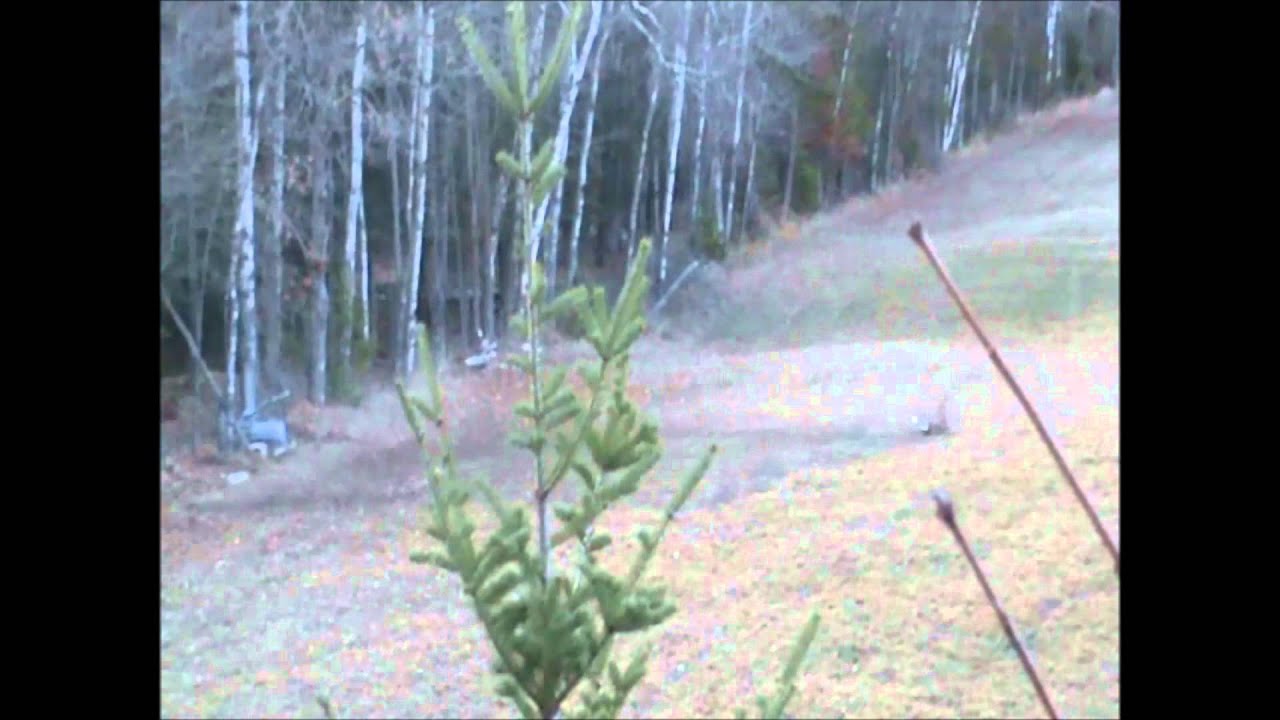 Deer Cannon Net Capture.f4v - YouTube