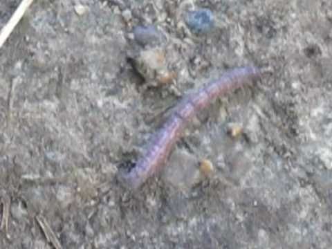 Strange Inch Worm...Thing... - YouTube