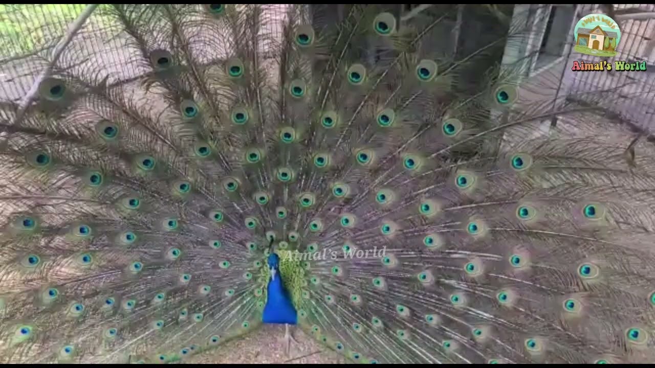 Peacock Dance | Peacock Opening Feathers | Peacock Sound & Dance 2022 ...