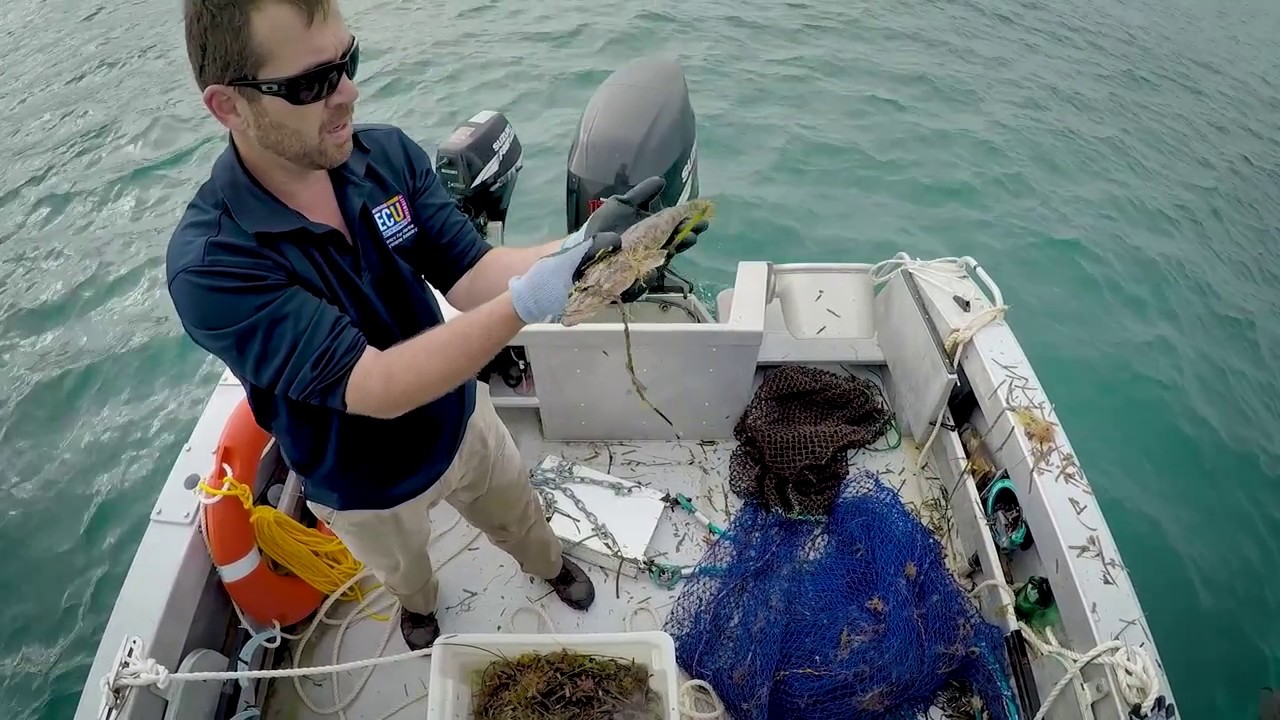 What can tropical rabbitfish teach us about seagrass? - YouTube