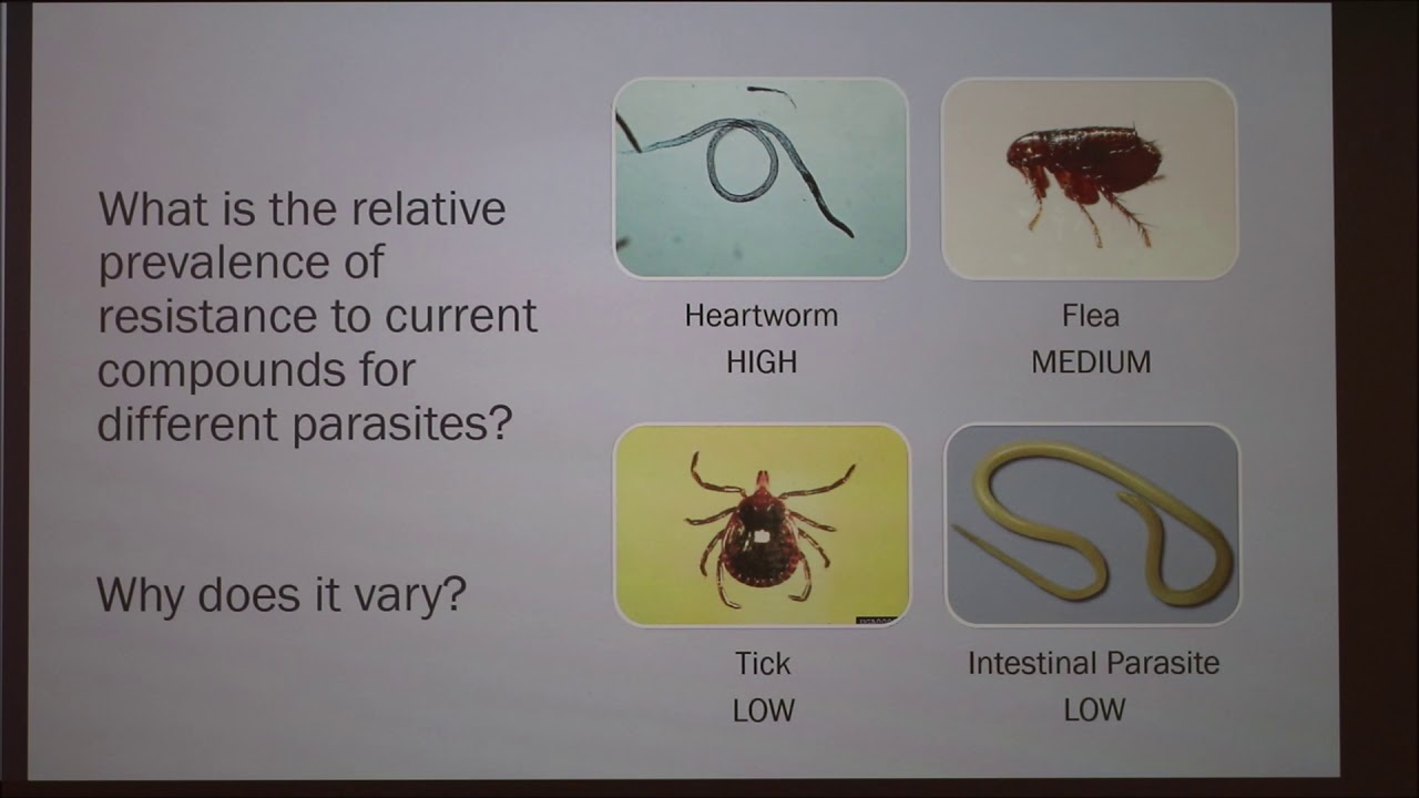 Resistance (of parasites) to Parasiticides - YouTube