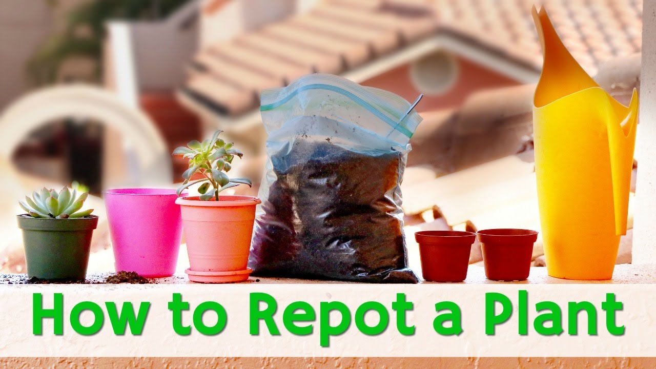 How to Repot a Plant | Indoor Garden Tips for REPOTTING HOUSEPLANTS ...