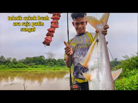 Ni lah sifoo patin sungai Kuala ketil teknik sifoo cakok buah ara satea untuk patin lampam gorgon 