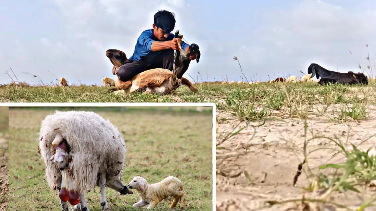 Sheep Gives Birth | HOW TO HELP A SHEEP GIVE BIRTH ! - YouTube
