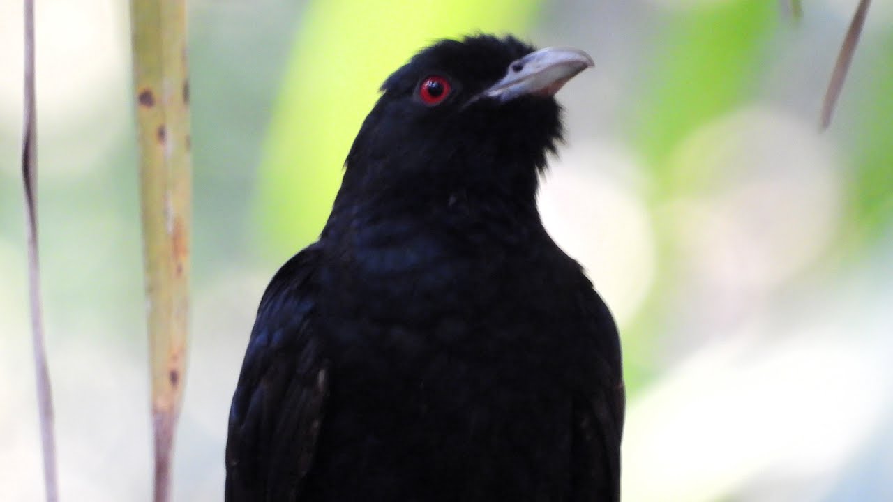 Melody of the Koel's magical song | Cuckoo song | New Koel bird song ...