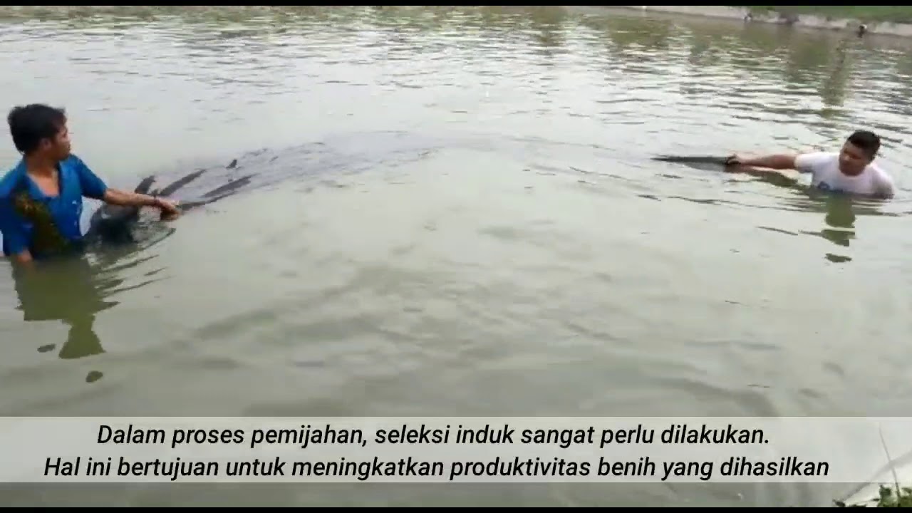 Seleksi Indukan Nila Dan Perbedaan Jantan Betina Youtube