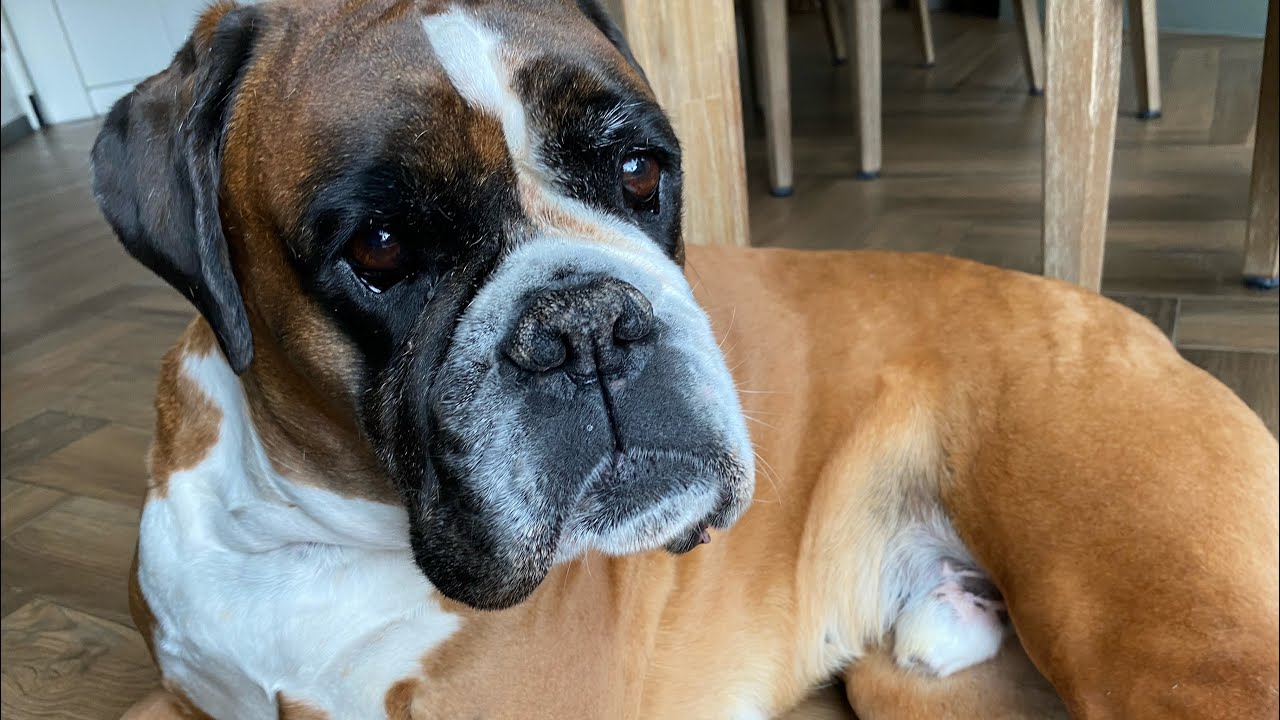 ASMR with my dog! Scratching, tapping and hand movements - YouTube