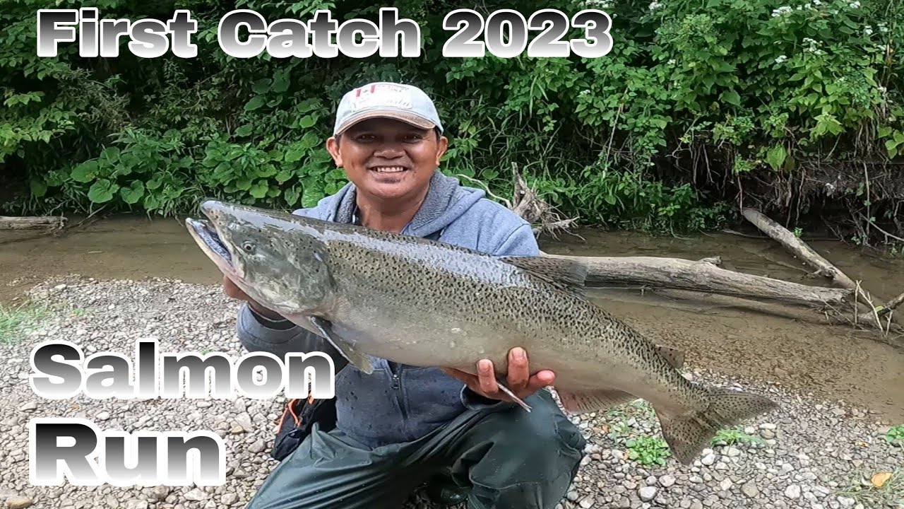 SALMON FISHING #SALMON RUN 2023 #First Catch #fishingvideo - YouTube