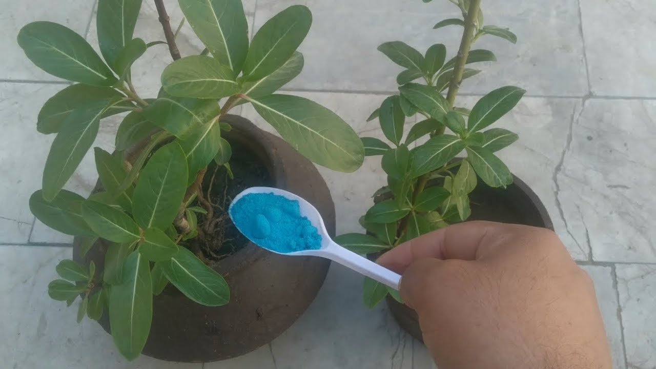 Tips For Periwinkle ( Sada Bahar ) Plant | Sada Bahar Plant Fertilizer ...