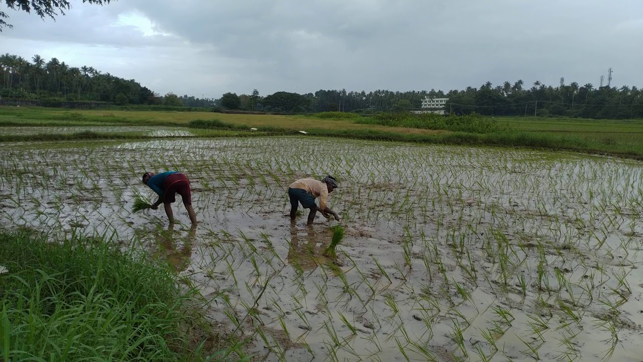 PADDY TRANSPLANTING - YouTube
