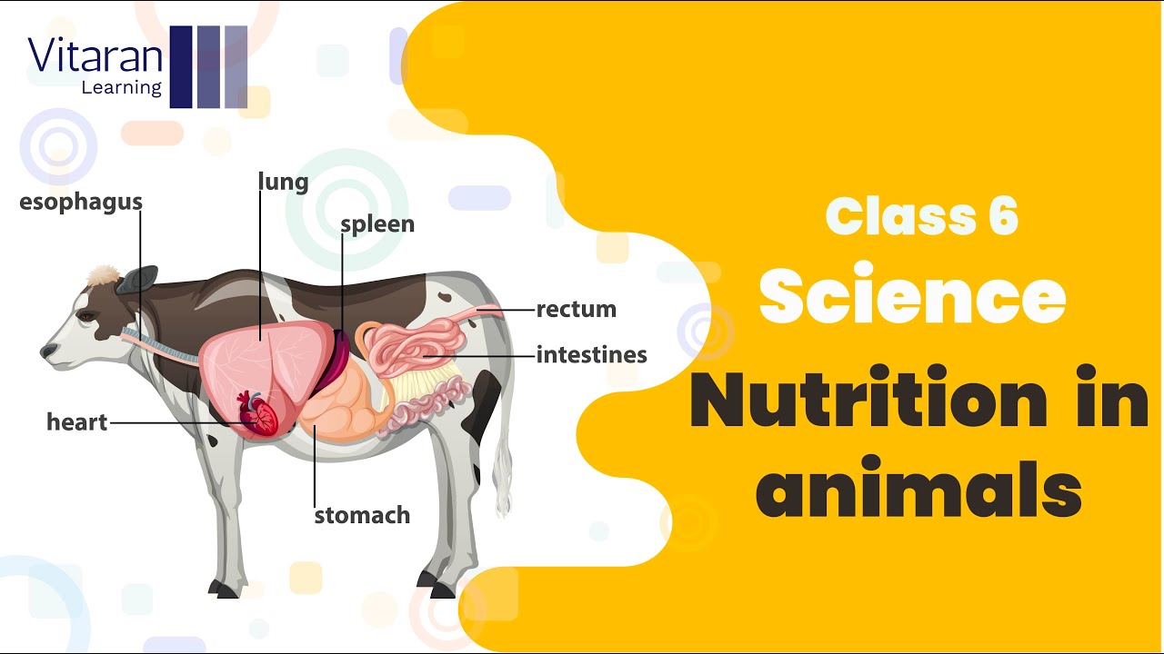 Class 7. Science Nutrition in animals - YouTube