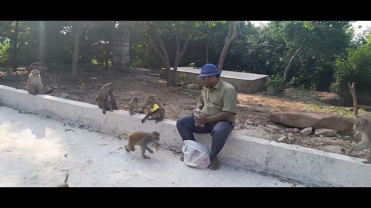 Aji Sikharchandi Pahadare Mankada Manaku Kadali Pau Ruti Deli ...