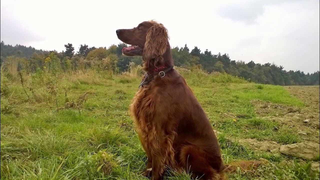 Luck of the Irish*Training for Irish Setter Puppy!***FREE Mini Course ...