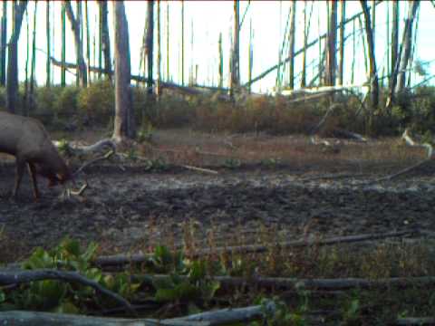 Bull elk rutting in Wallow - video entry for trail camera contest - YouTube