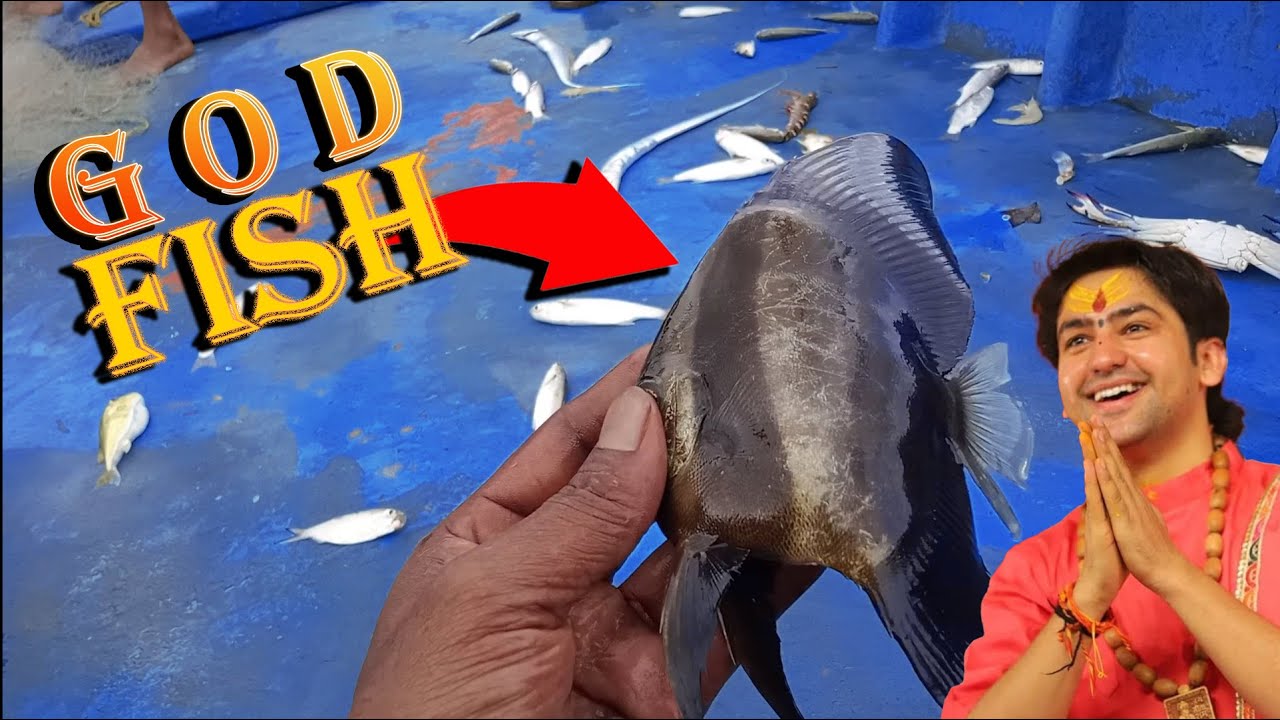 G O D FISH FOUND ON MY CHANNEL ! Bagesqwar Dham Sarkar | Village ...