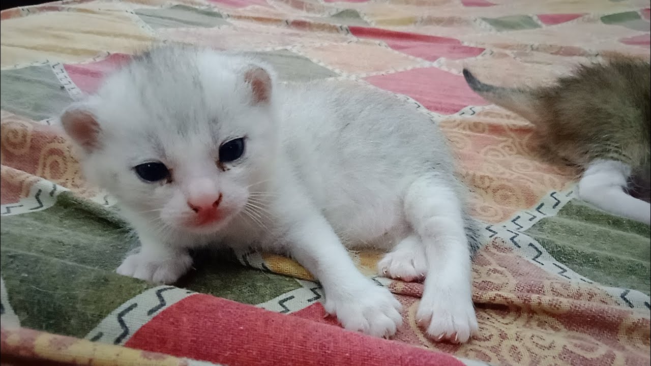 new born baby kitten open eyes first time - YouTube