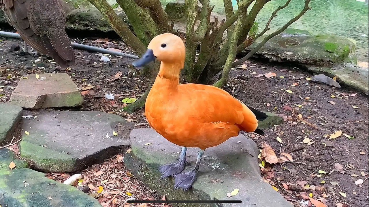 Ducks have the highest flying speed among duck species | The ruddy ...