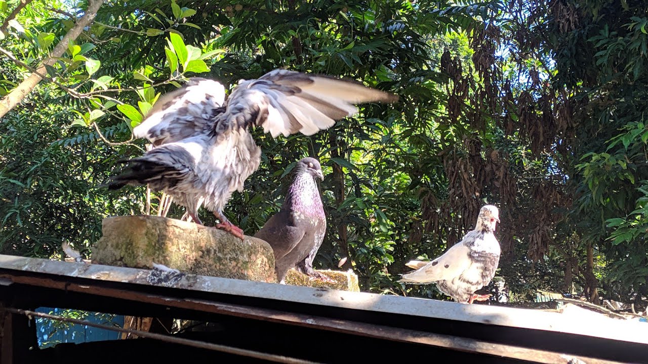 Pigeons fight|Two pigeon romantically fight in my home!! - YouTube
