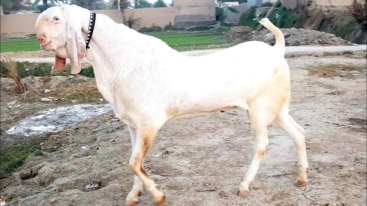 2019 Bada bakra خوبصورتی میں بکروں کا مقابلہ khubsurti Mein bacchon ka ...