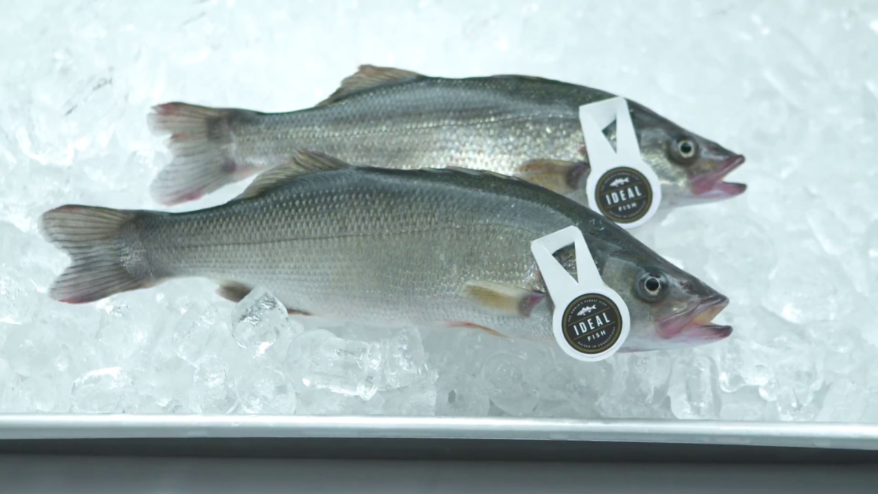 Sustainable. Fresh. Great Tasting. Ideal Fish. - YouTube
