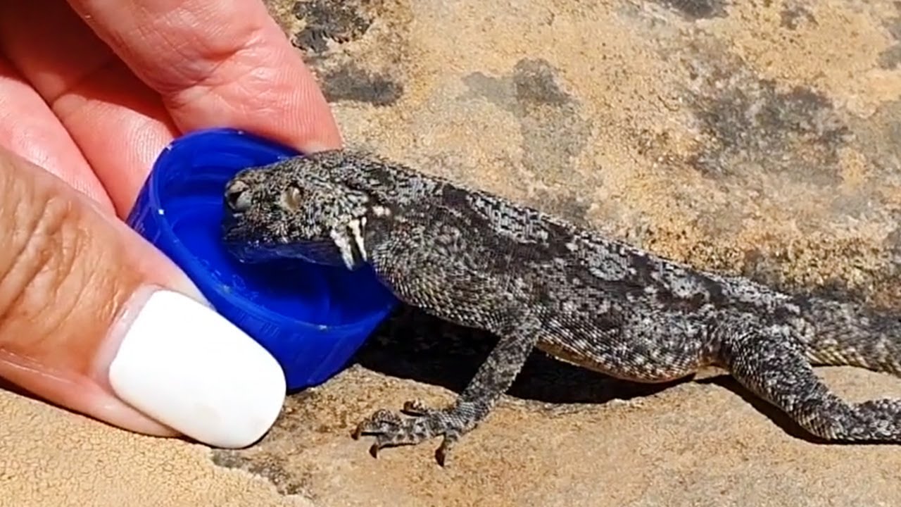 30 Animals That Asked People for Help & Kindness ! - YouTube