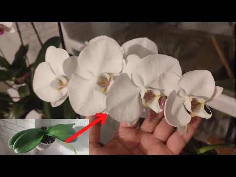 Bunları yapın Orkideleriniz çılgınlar gibi çiçek açsın🌺🌺🌺#orchidcare