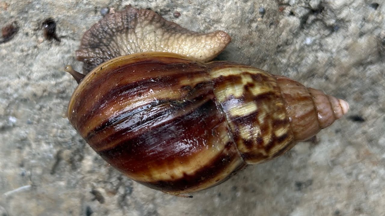 Sea shells clam #clam #seashell - YouTube